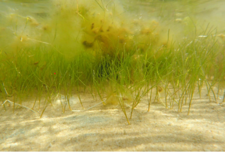 Ruppia restoration strategy released for southern Coorong | Goyder ...